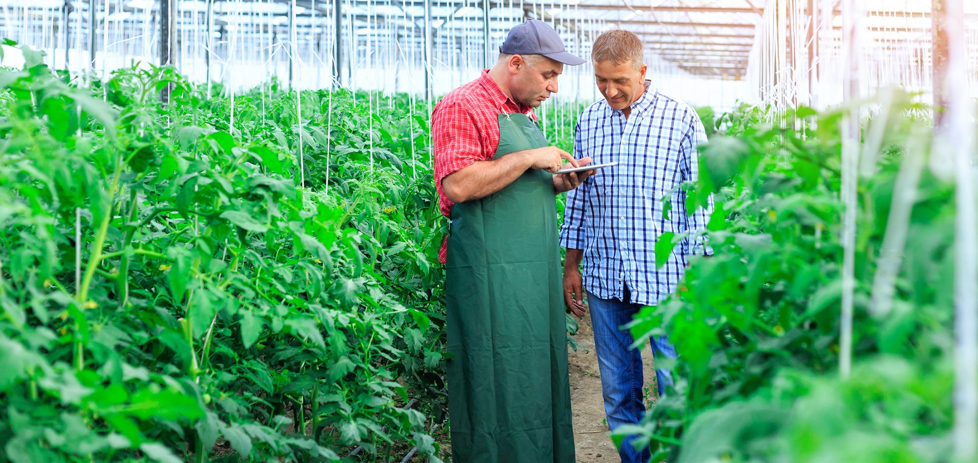 Revolutionize Your Business with TWN Fiber Internet - TWN Communications